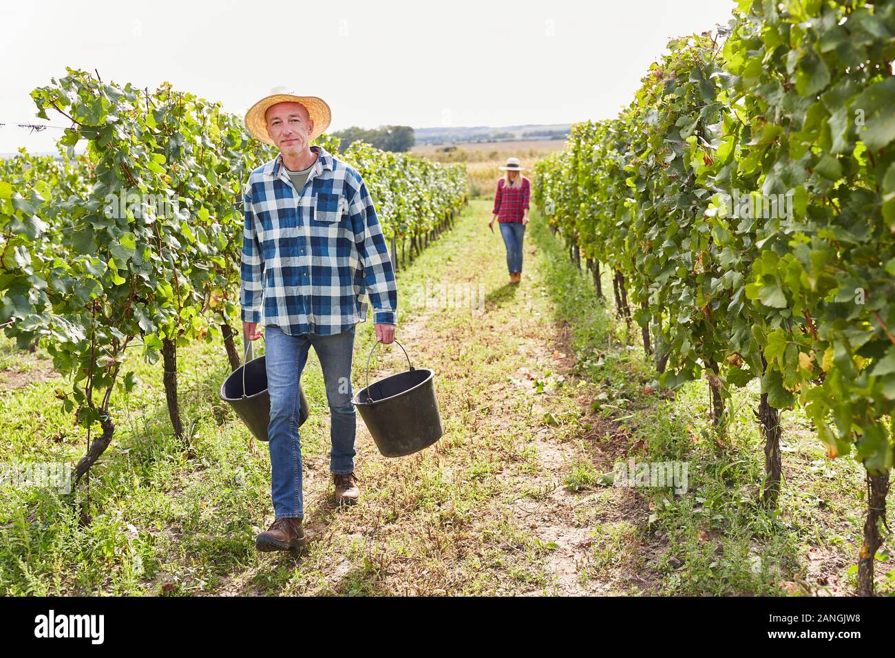 Wine grower harvesting wine between vines at his winery Stock Photo - Alamy