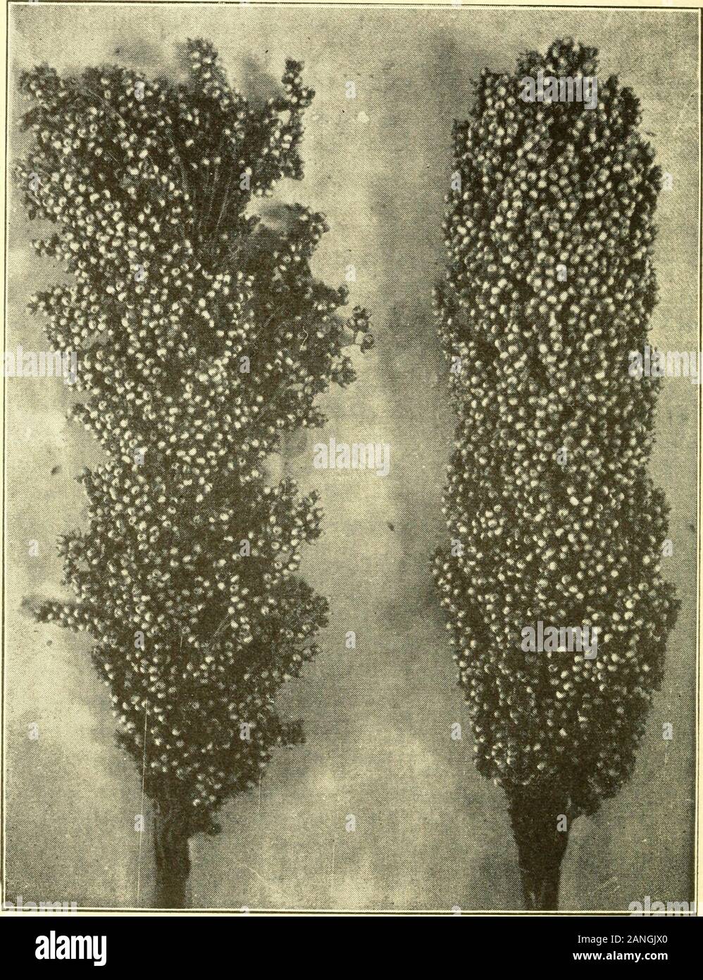 Sorghums : sure money crops . or Kansas: Eastern sixty miles,one-fourth ...