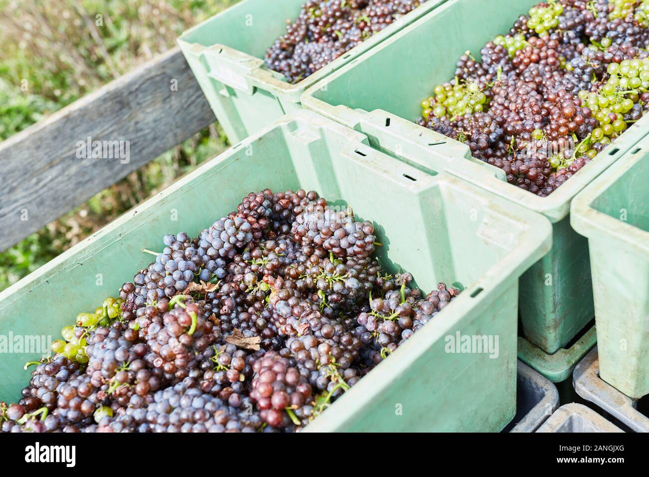 Red and white grapes in boxes while harvesting in the vineyard Stock ...