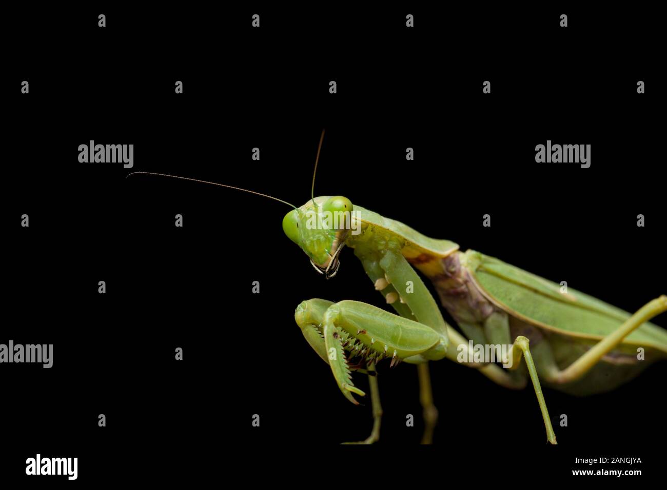 Giant Asian Green Praying Mantis (Hierodula membranacea) isolated on ...