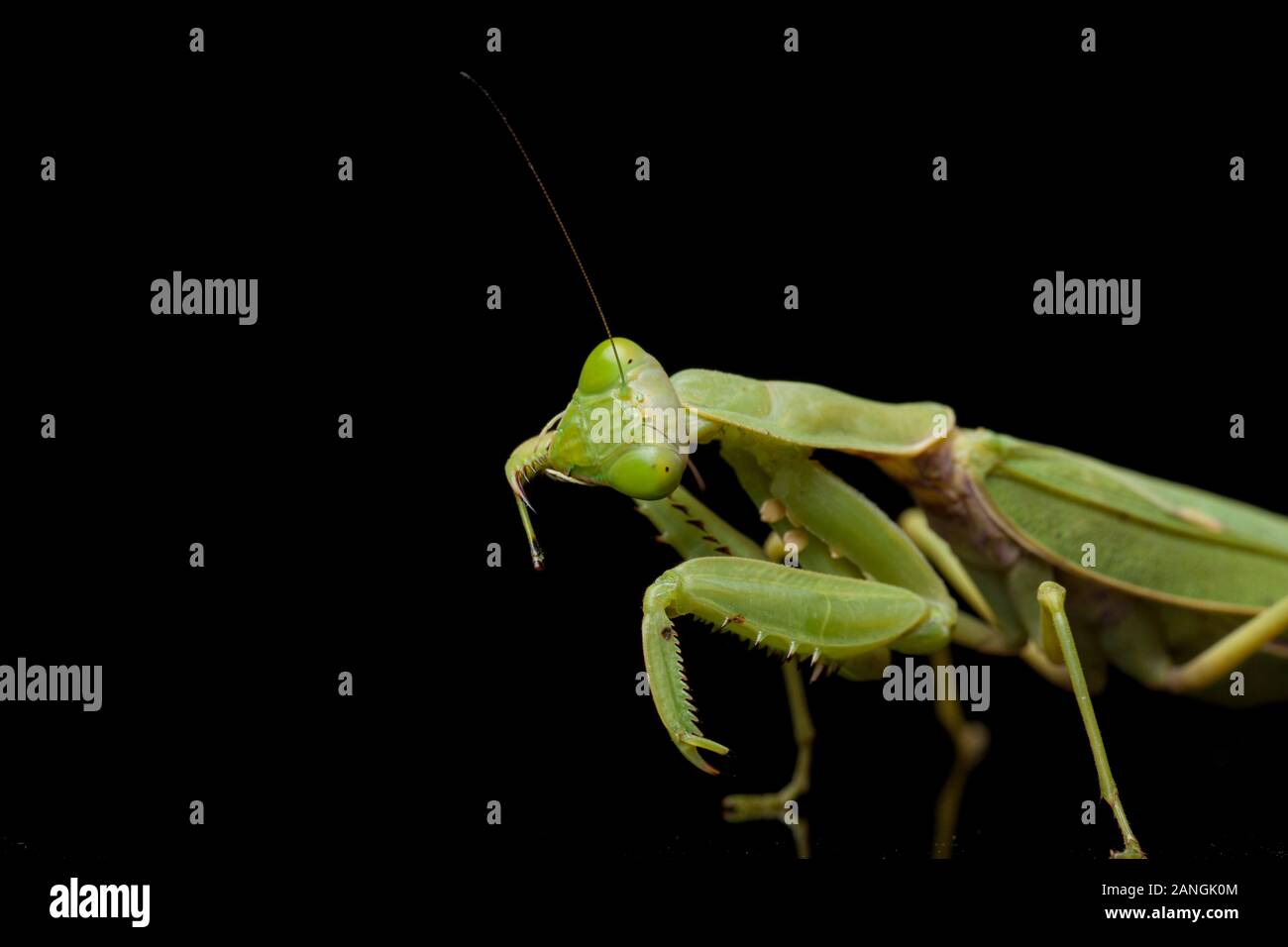Giant Asian Green Praying Mantis (Hierodula membranacea) isolated on ...