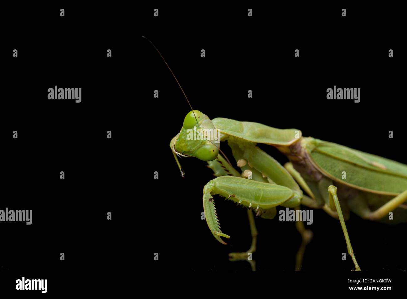 Giant Asian Green Praying Mantis (Hierodula membranacea) isolated on ...