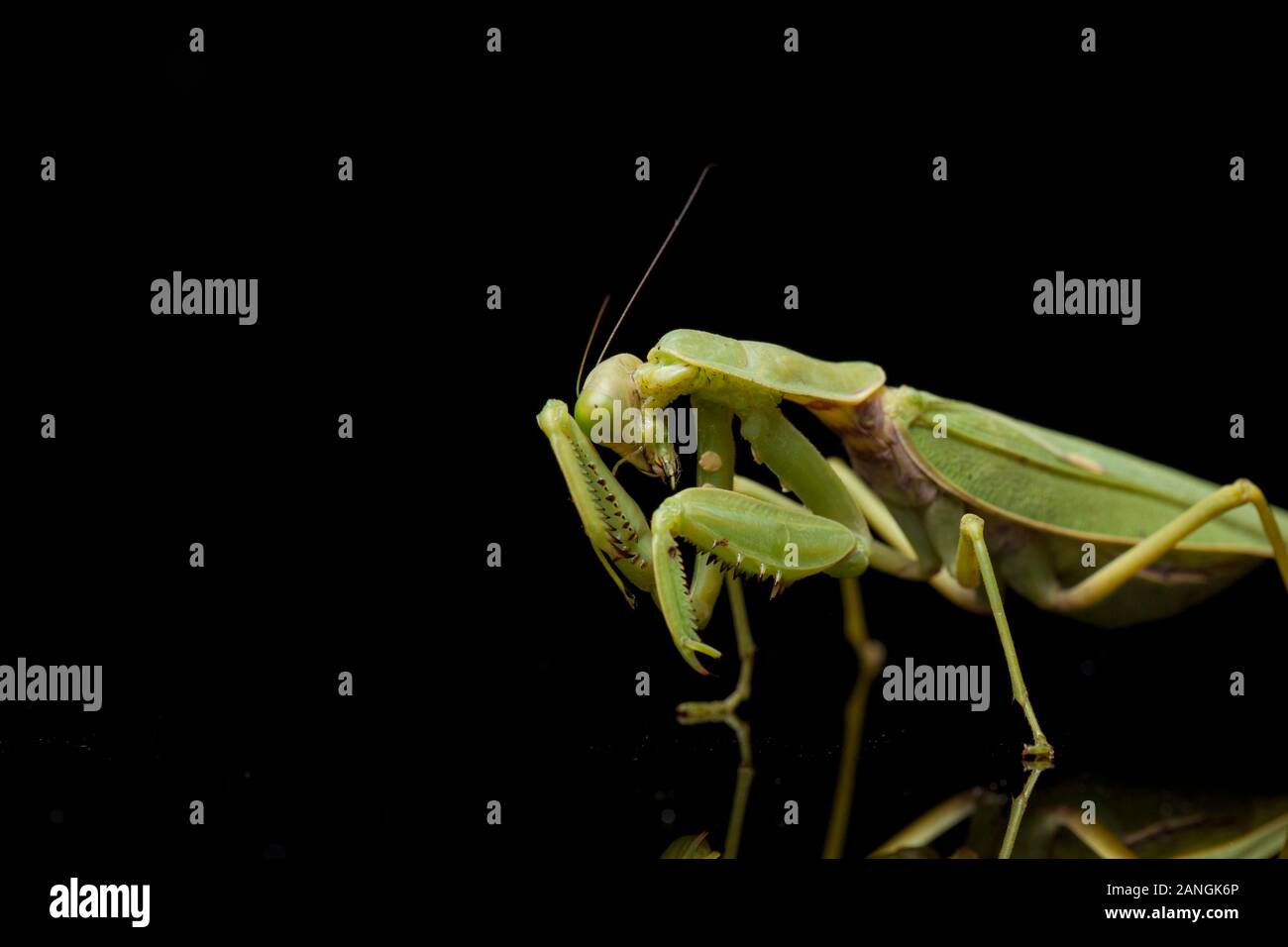 Giant Asian Green Praying Mantis (Hierodula membranacea) isolated on ...
