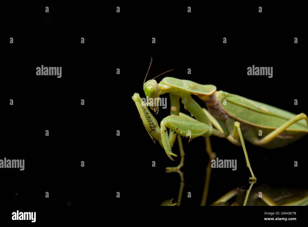 Giant Asian Green Praying Mantis (Hierodula membranacea) isolated on ...
