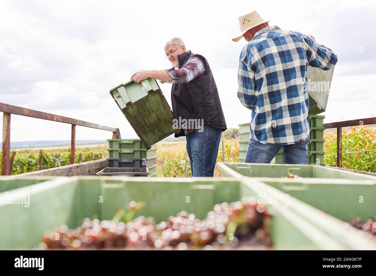 Two harvest helpers load grapes into harvest crates for transport Stock ...