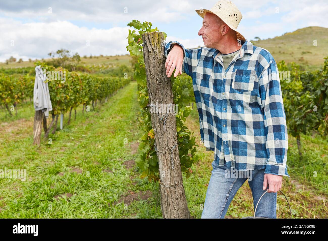 Man as a winegrower or harvest worker looks at the vines in the ...