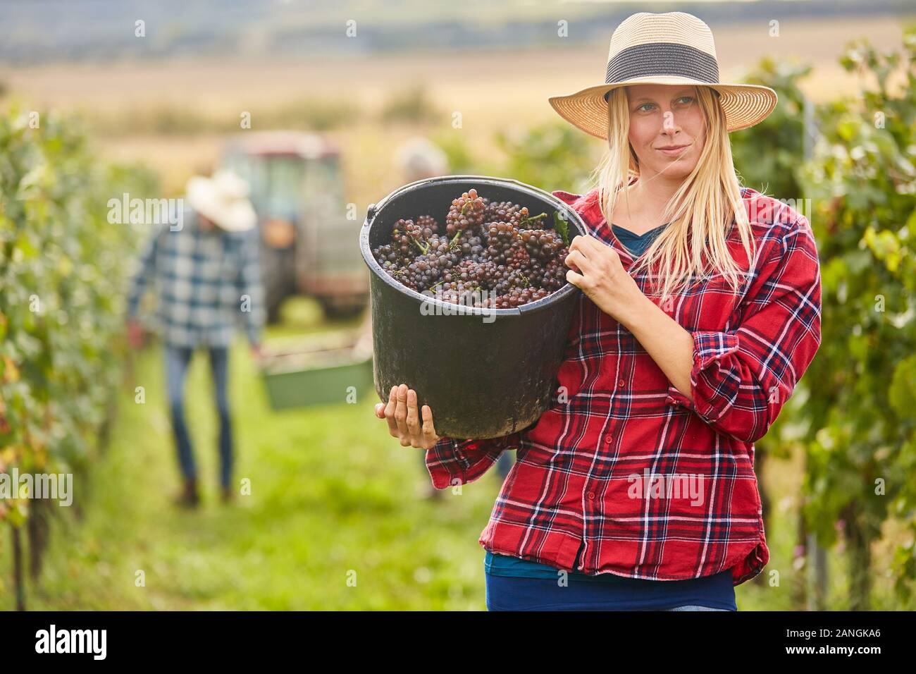 Woman harvesting grapes harvesting freshly picked grapes Stock Photo - Alamy