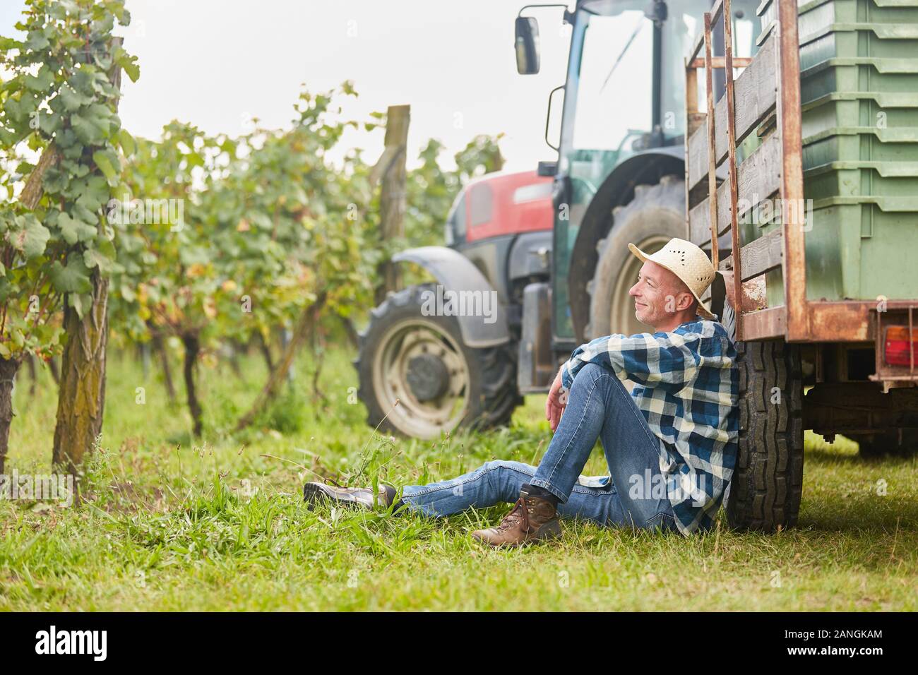 Winegrowers or harvest helpers take a break in the vineyard Stock Photo ...