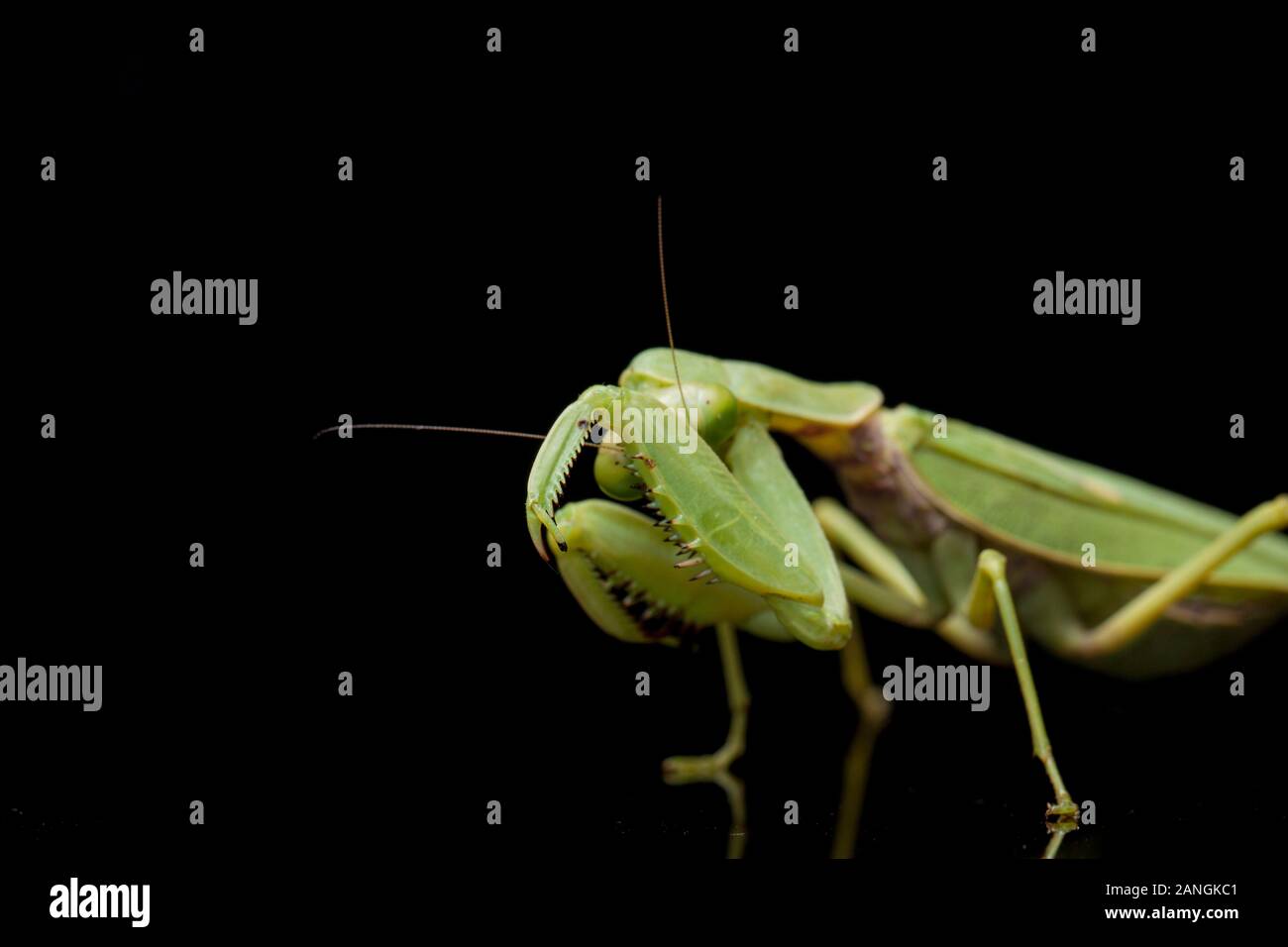 Giant Asian Green Praying Mantis (Hierodula membranacea) isolated on ...