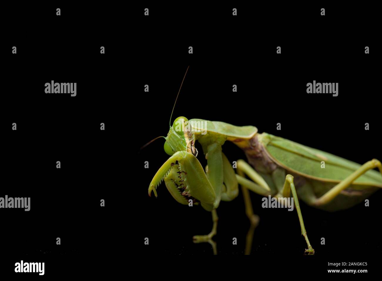Giant Asian Green Praying Mantis (Hierodula membranacea) isolated on ...