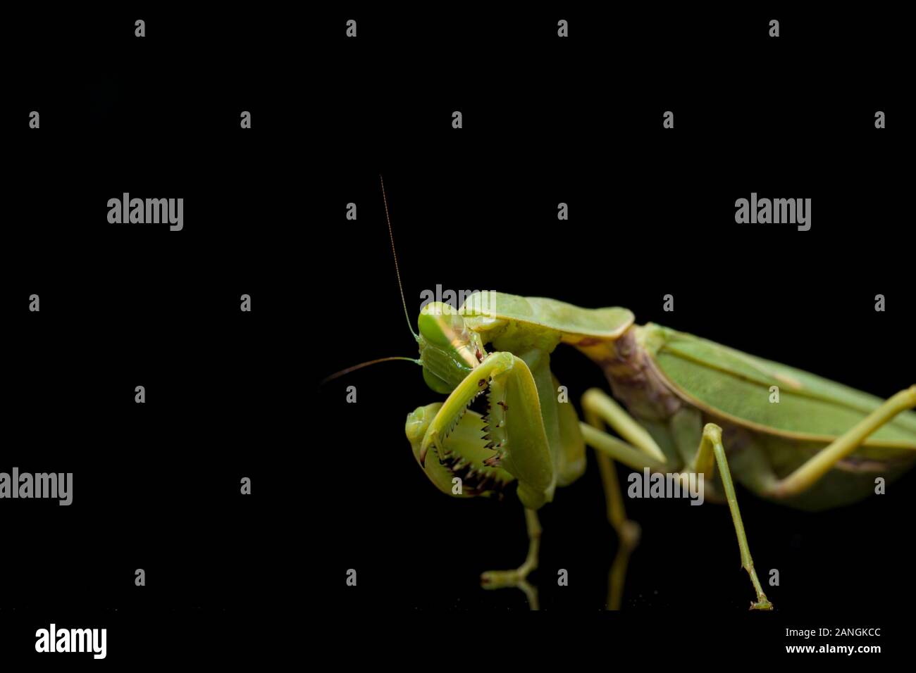 Giant Asian Green Praying Mantis (Hierodula membranacea) isolated on ...