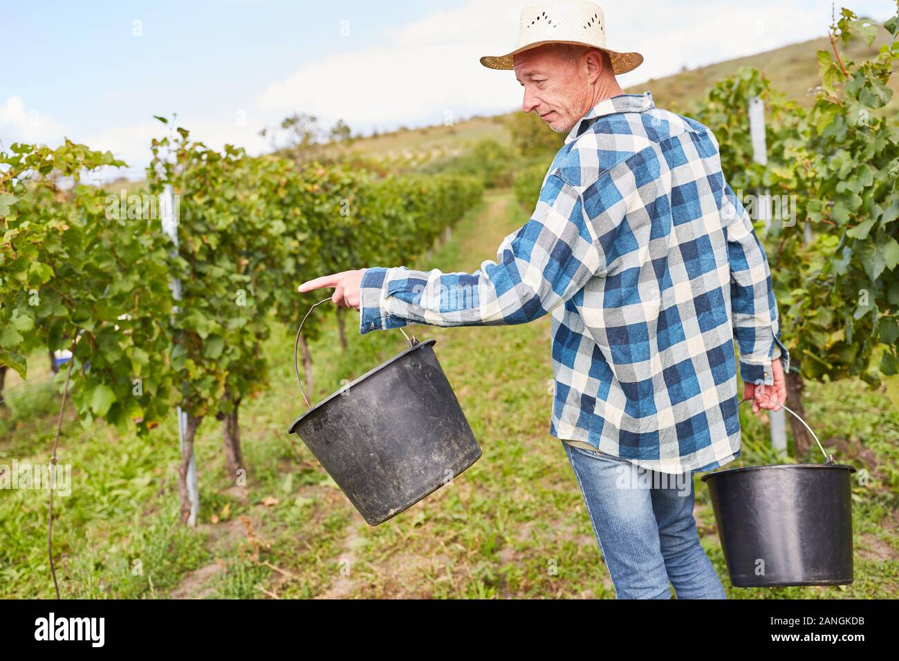 Winegrowers or harvest workers with buckets during the wine harvest in ...