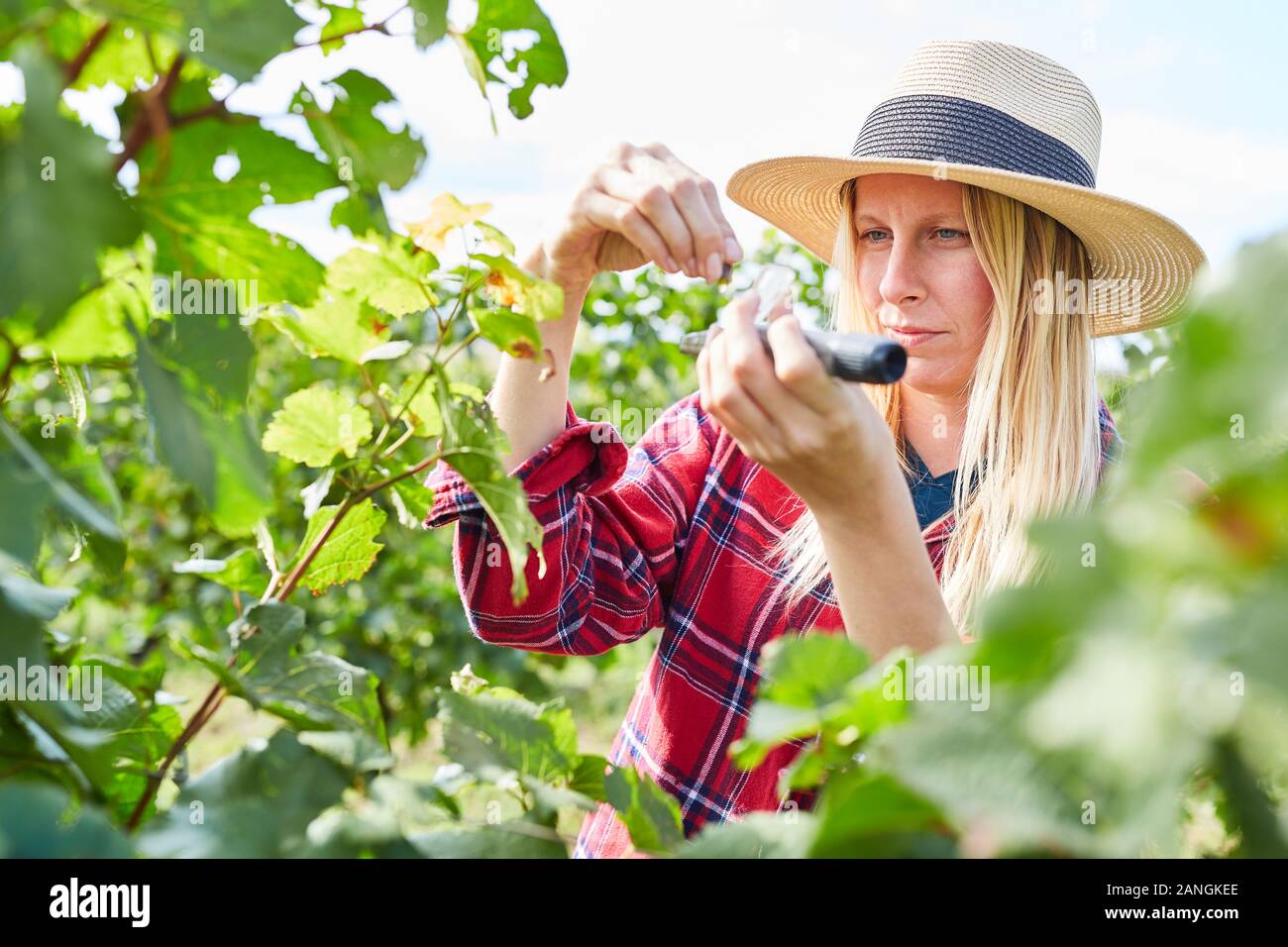 Woman as a winemaker with a hand refractometer measures the ripeness of ...
