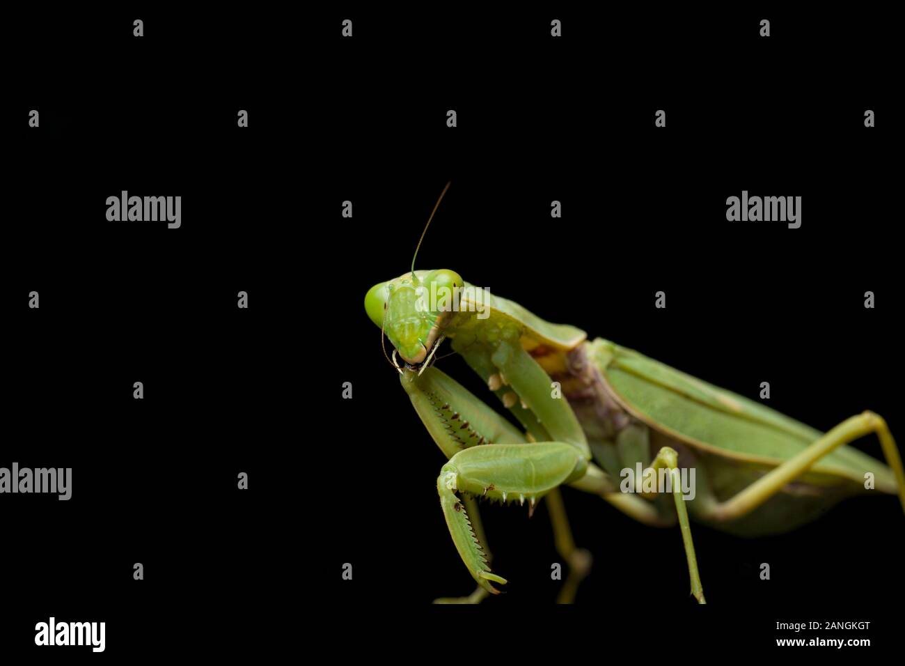 Giant Asian Green Praying Mantis (Hierodula membranacea) isolated on ...