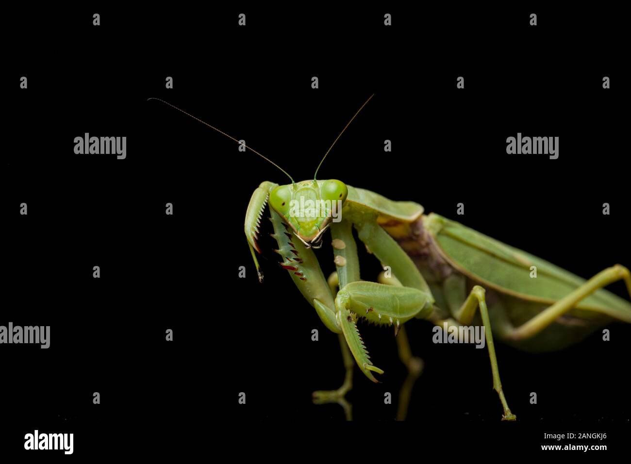 Giant Asian Green Praying Mantis (Hierodula membranacea) isolated on ...