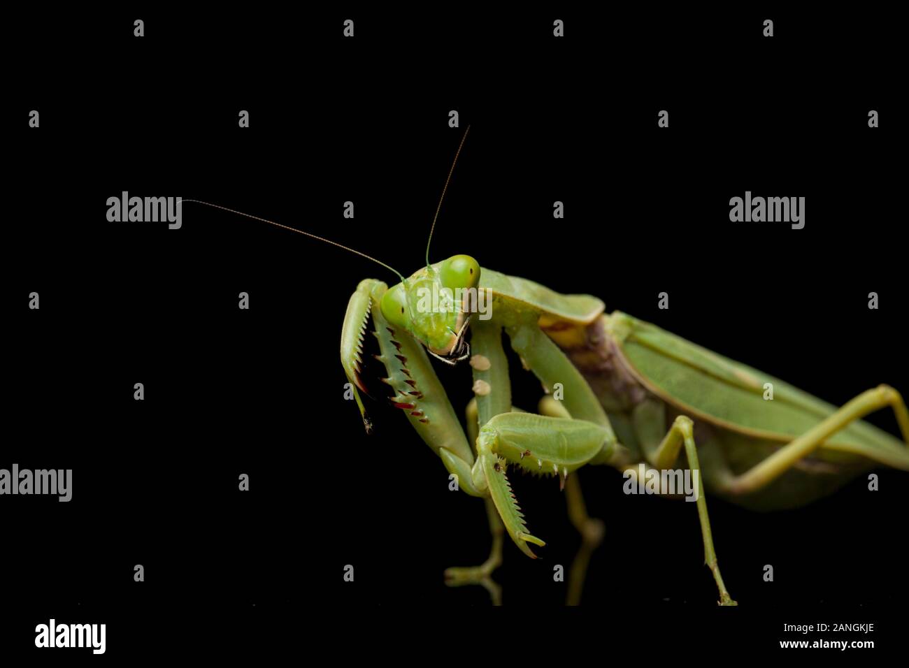 Giant Asian Green Praying Mantis (Hierodula membranacea) isolated on ...