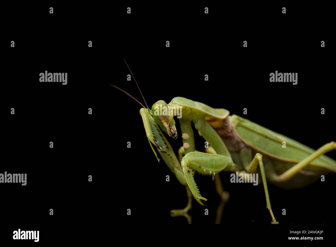 Giant Asian Green Praying Mantis (Hierodula membranacea) isolated on ...
