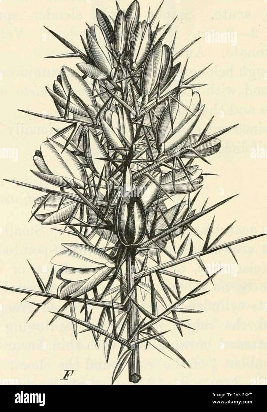 Trees; a handbook of forest-botany for the woodlands and the laboratory ...
