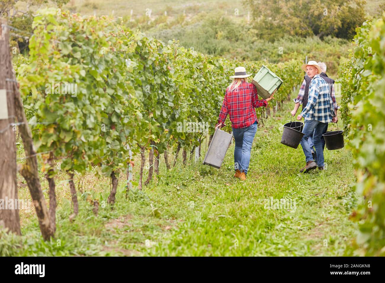 Group of harvest workers as seasonal workers in the vineyard harvesting ...