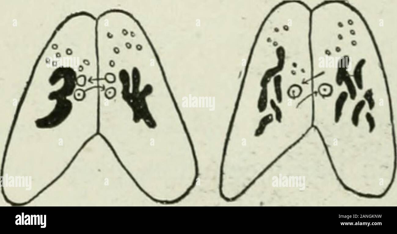 Beginners' zoology . Fig. 15.. Fig. 16. PROTOZOA 15 ioOq Stock Photo ...