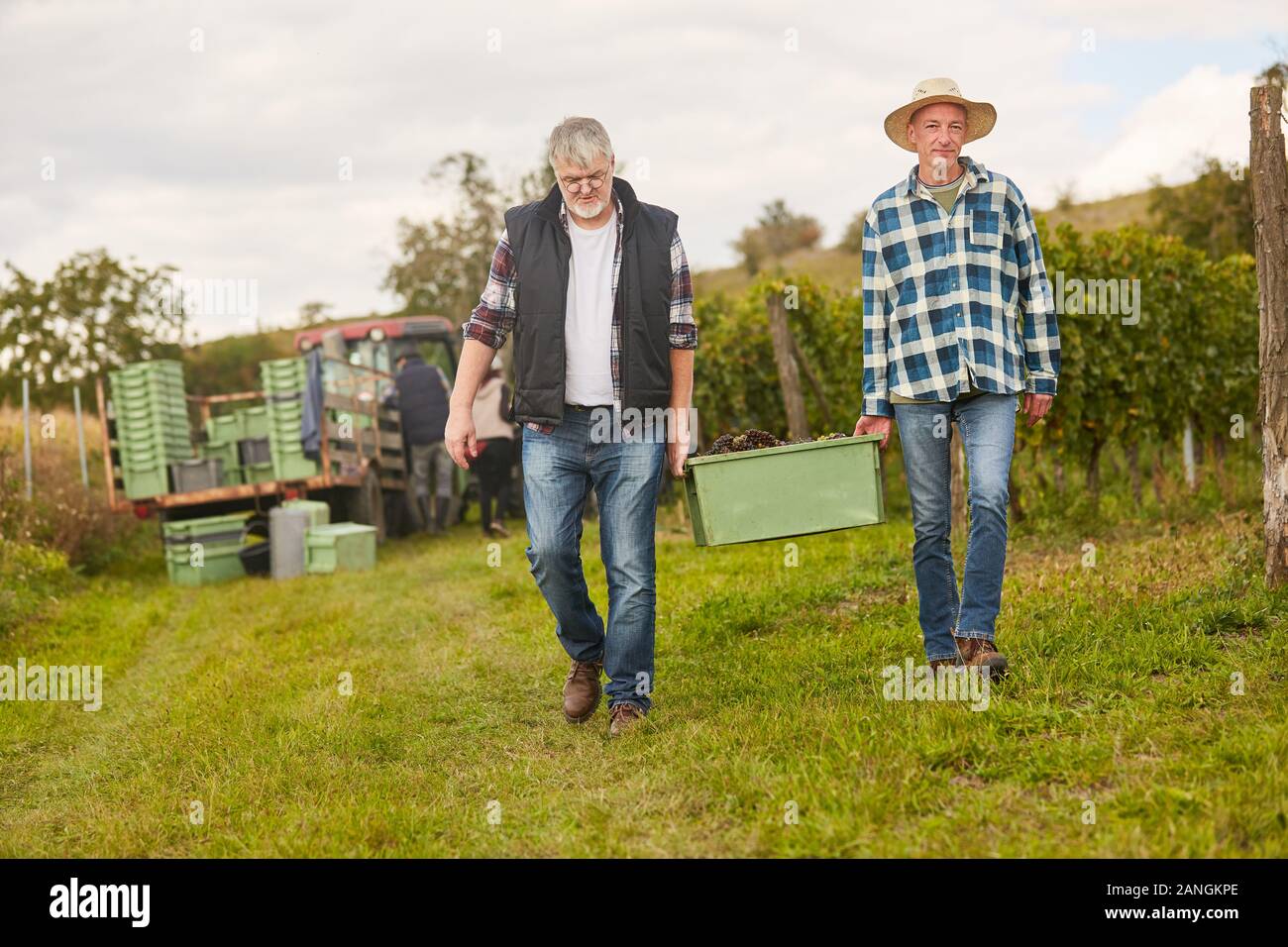 Two harvest helpers carry a harvest box with fresh grapes in the ...