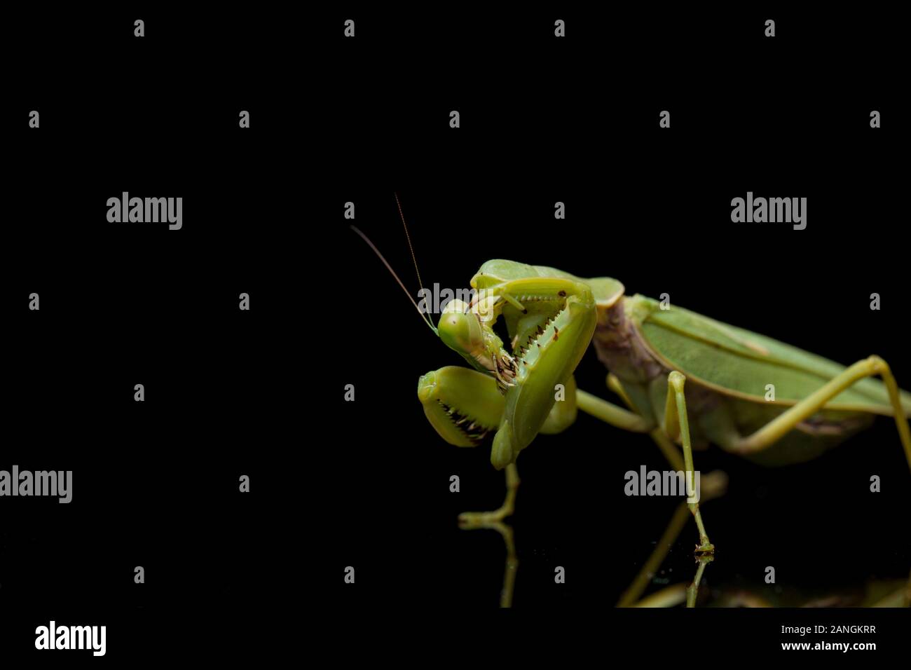 Giant Asian Green Praying Mantis (Hierodula membranacea) isolated on ...