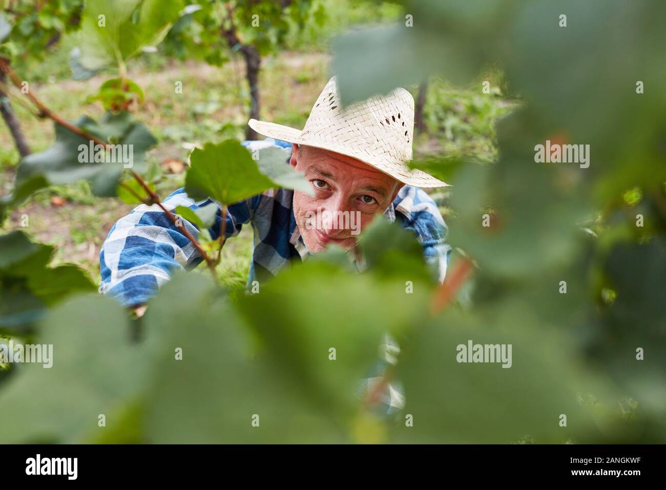 Winegrowers or harvest helpers with manual grape harvesting on the vine ...