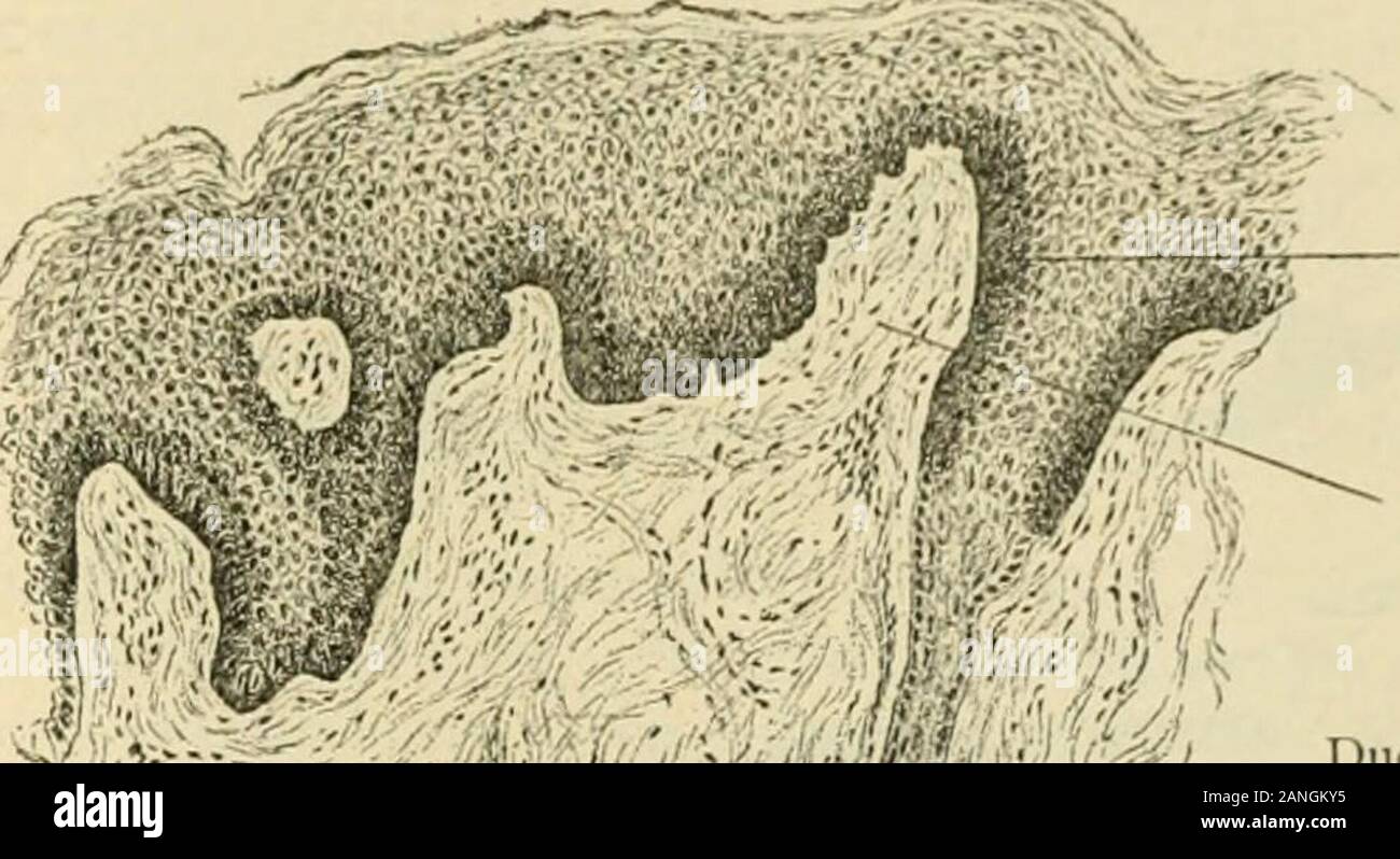 Stratum lucidum hi-res stock photography and images - Alamy