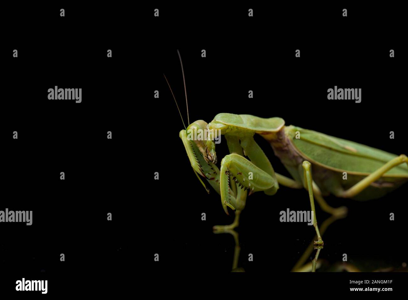 Giant Asian Green Praying Mantis (Hierodula membranacea) isolated on ...