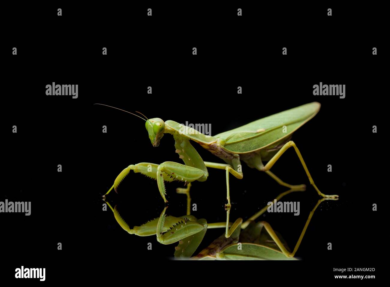 Giant Asian Green Praying Mantis (Hierodula membranacea) isolated on ...