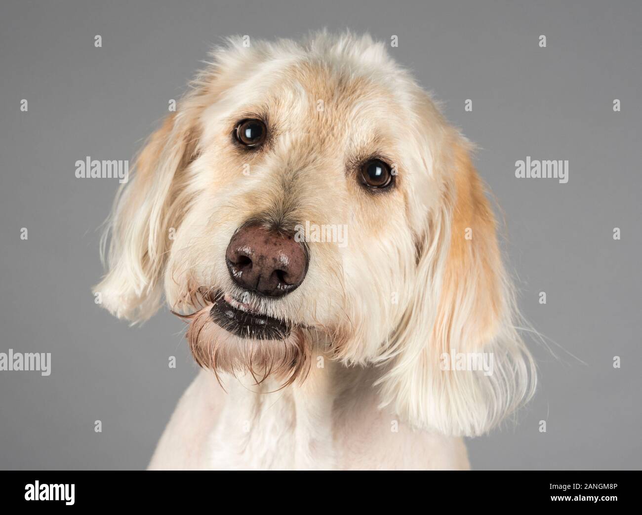 Standard Labradoodle 6 years old, apricot, 30kg female, UK Stock Photo ...