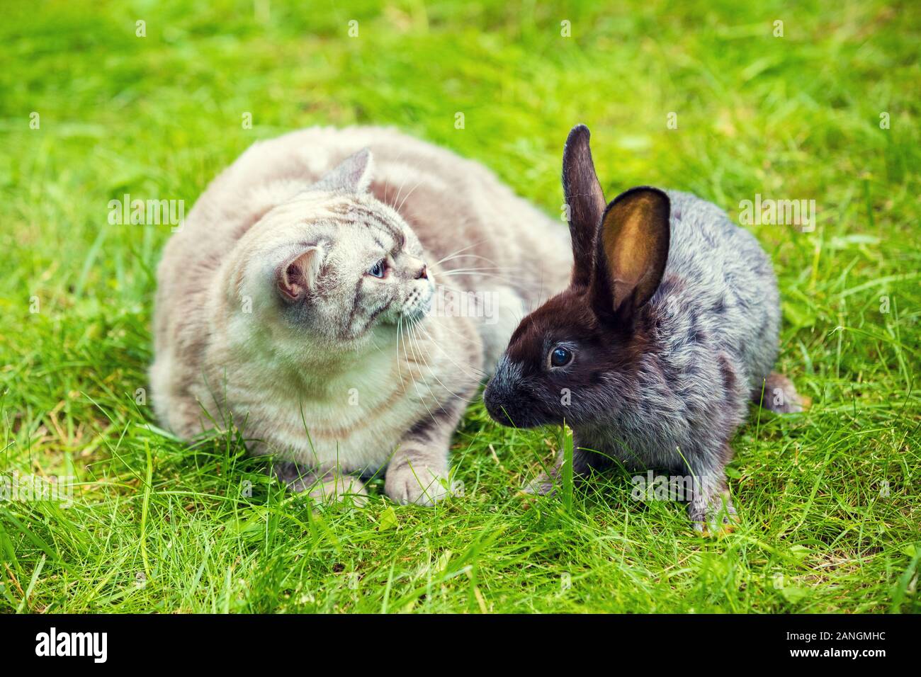 Siamese cat and brown rabbit sitting together on the green grass in the ...