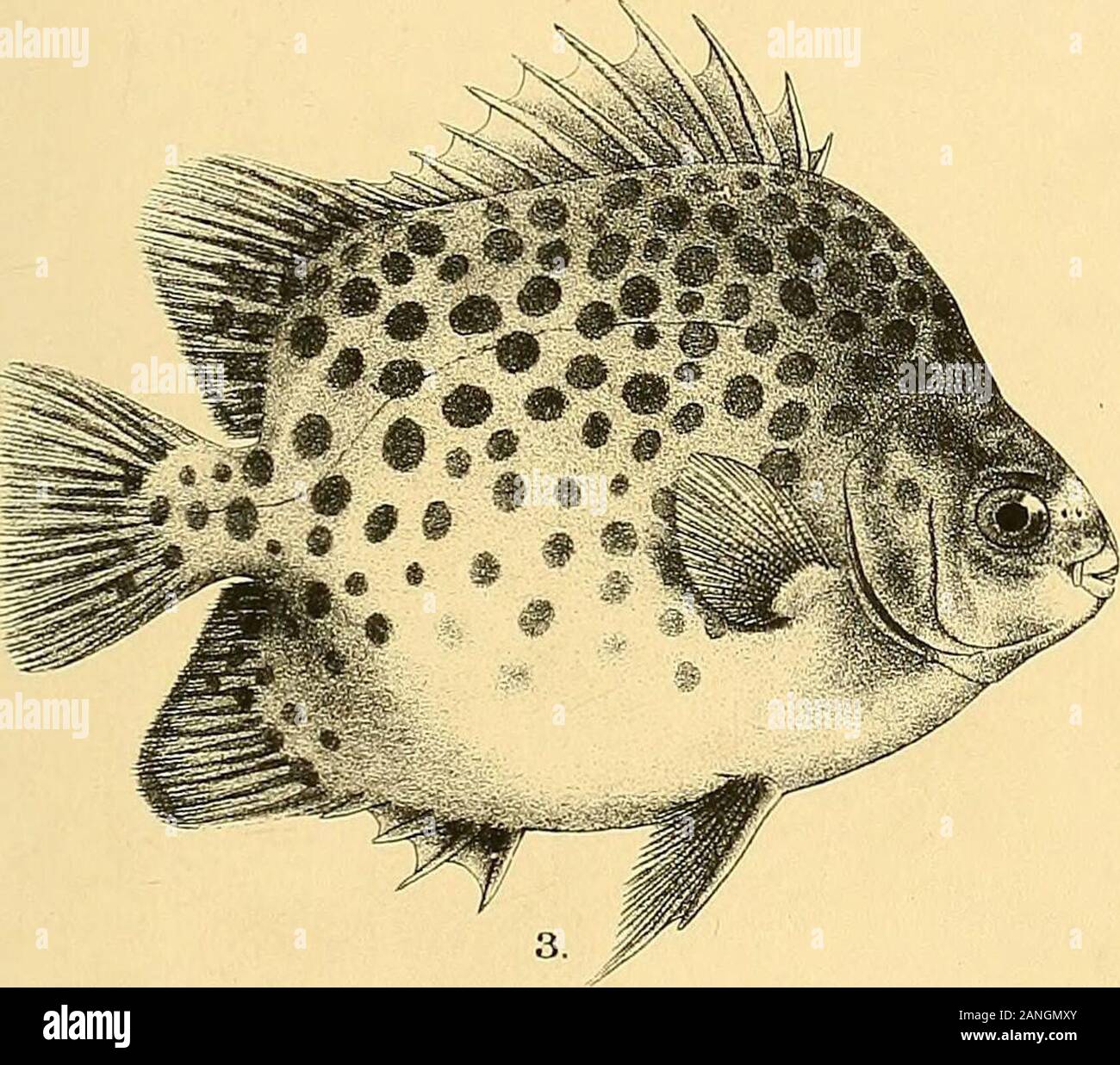 The fishes of India; being a natural history of the fishes known to ...