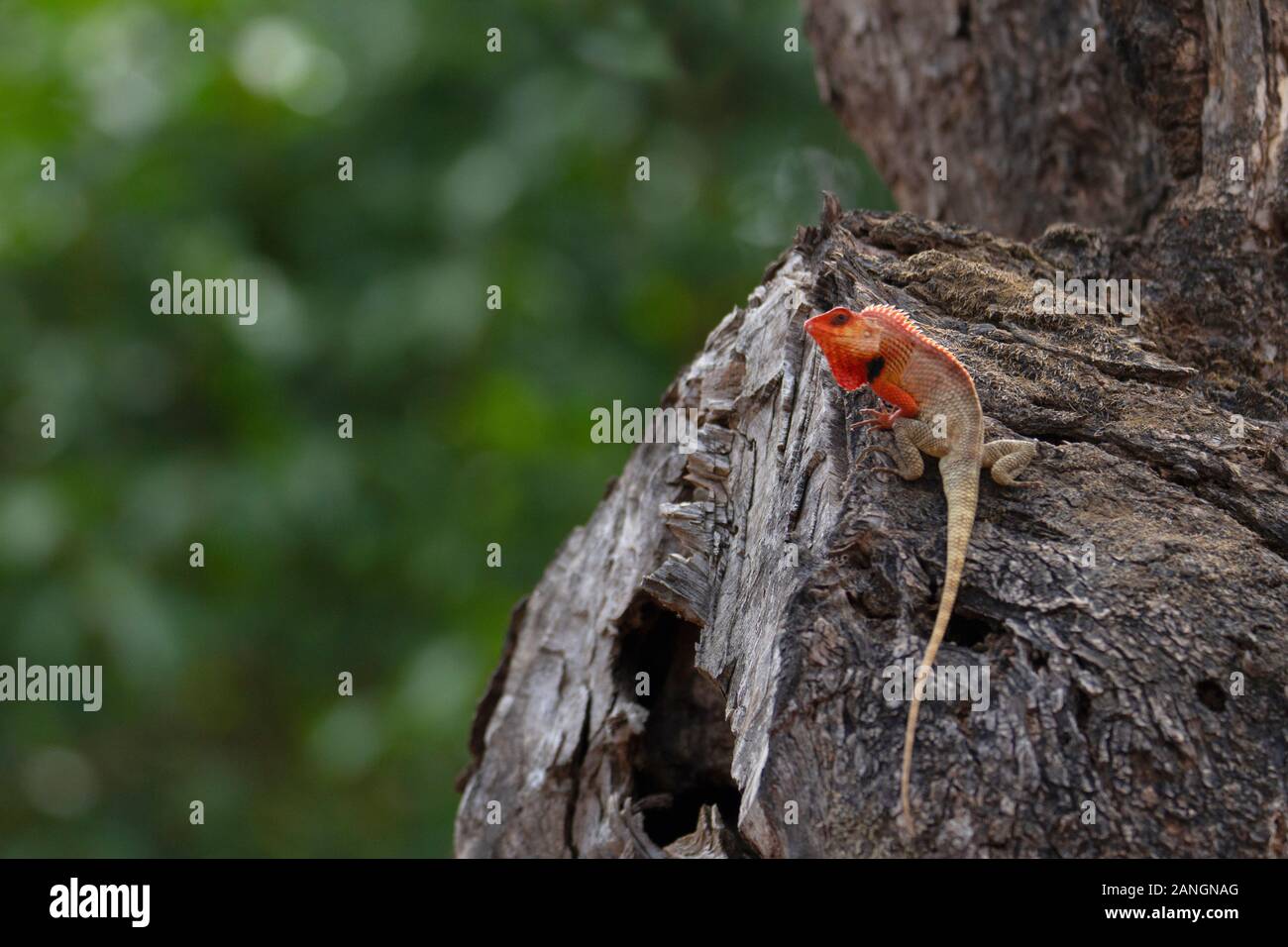 Garden Calotes or Garden Lizard, Calotes versicolor, male, breeding ...