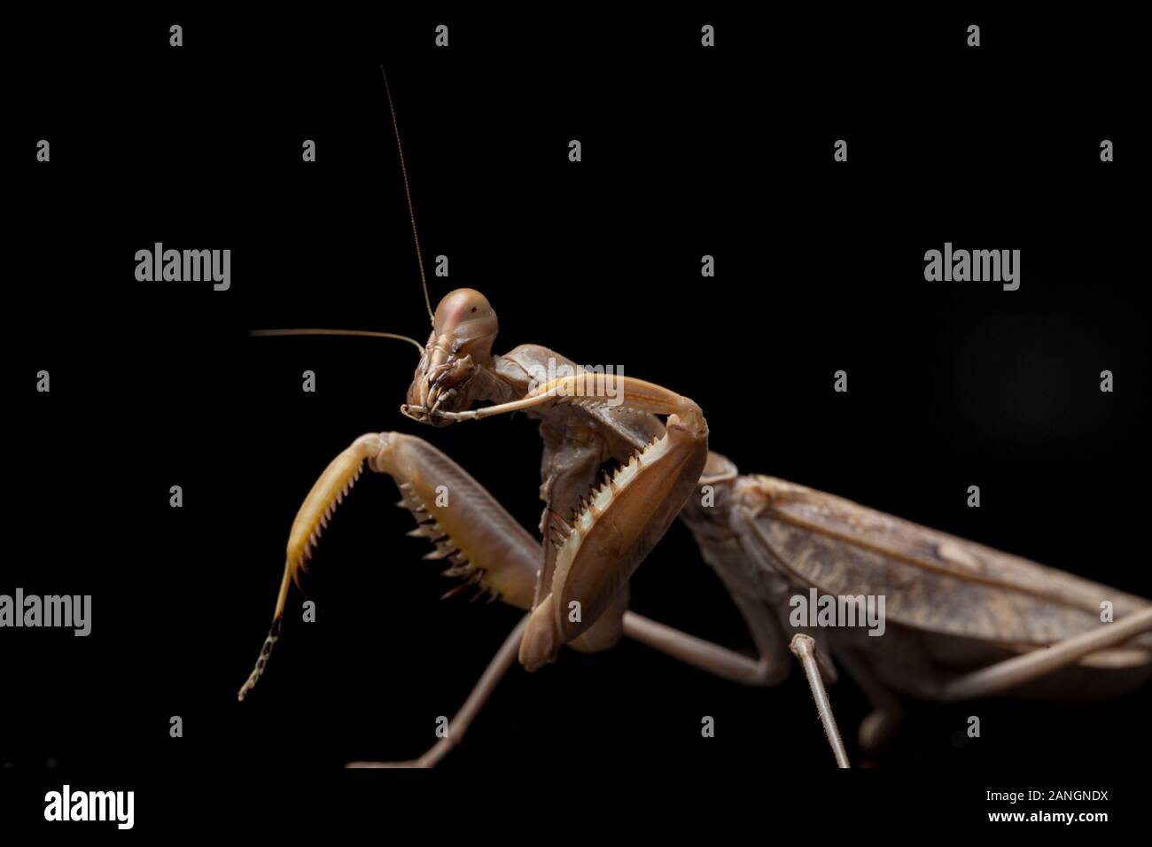 Giant asian praying mantis hi-res stock photography and images - Alamy