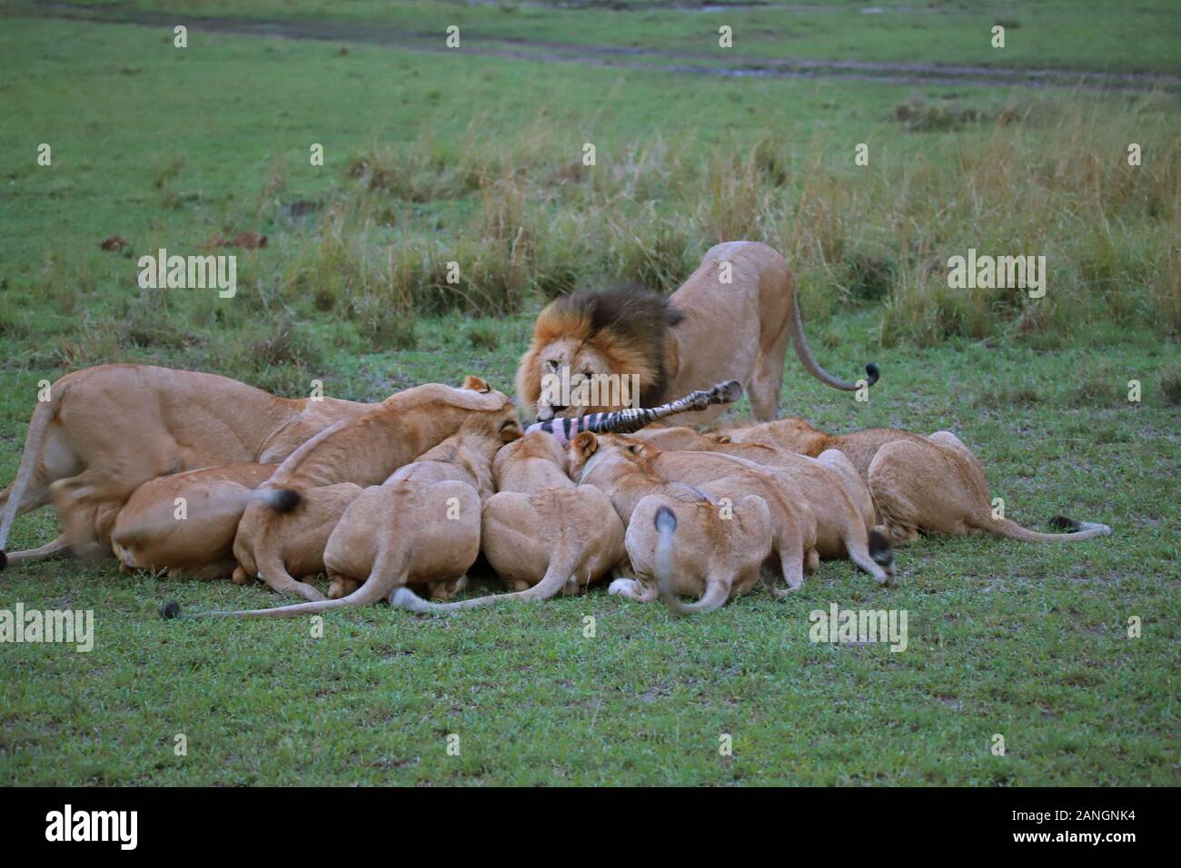 Lion cubs eating with pride hi-res stock photography and images - Alamy