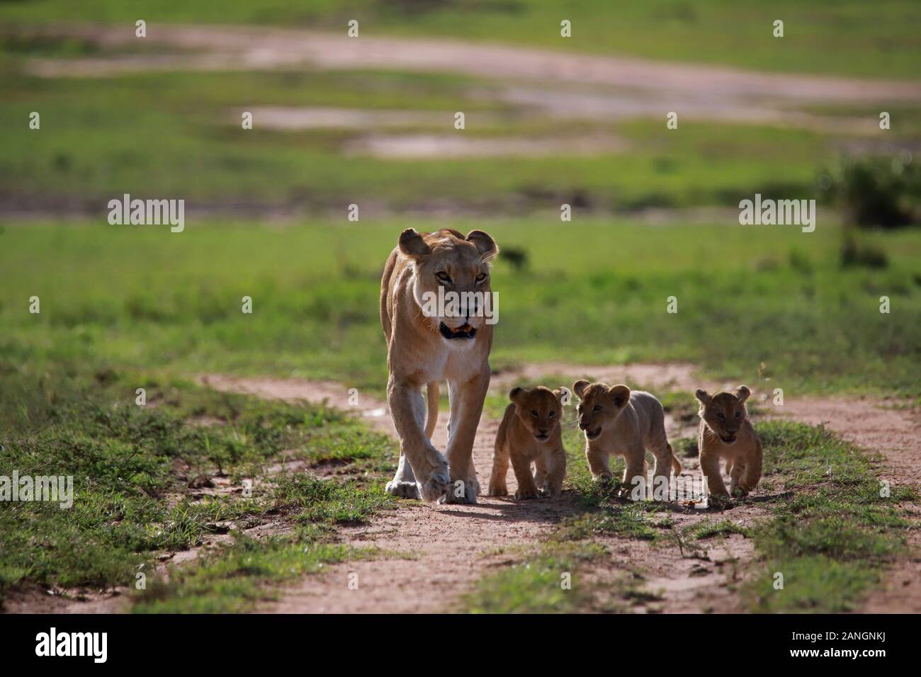 Lioness with cubs, Maasai Mara National Reserve, Kenya Stock Photo - Alamy