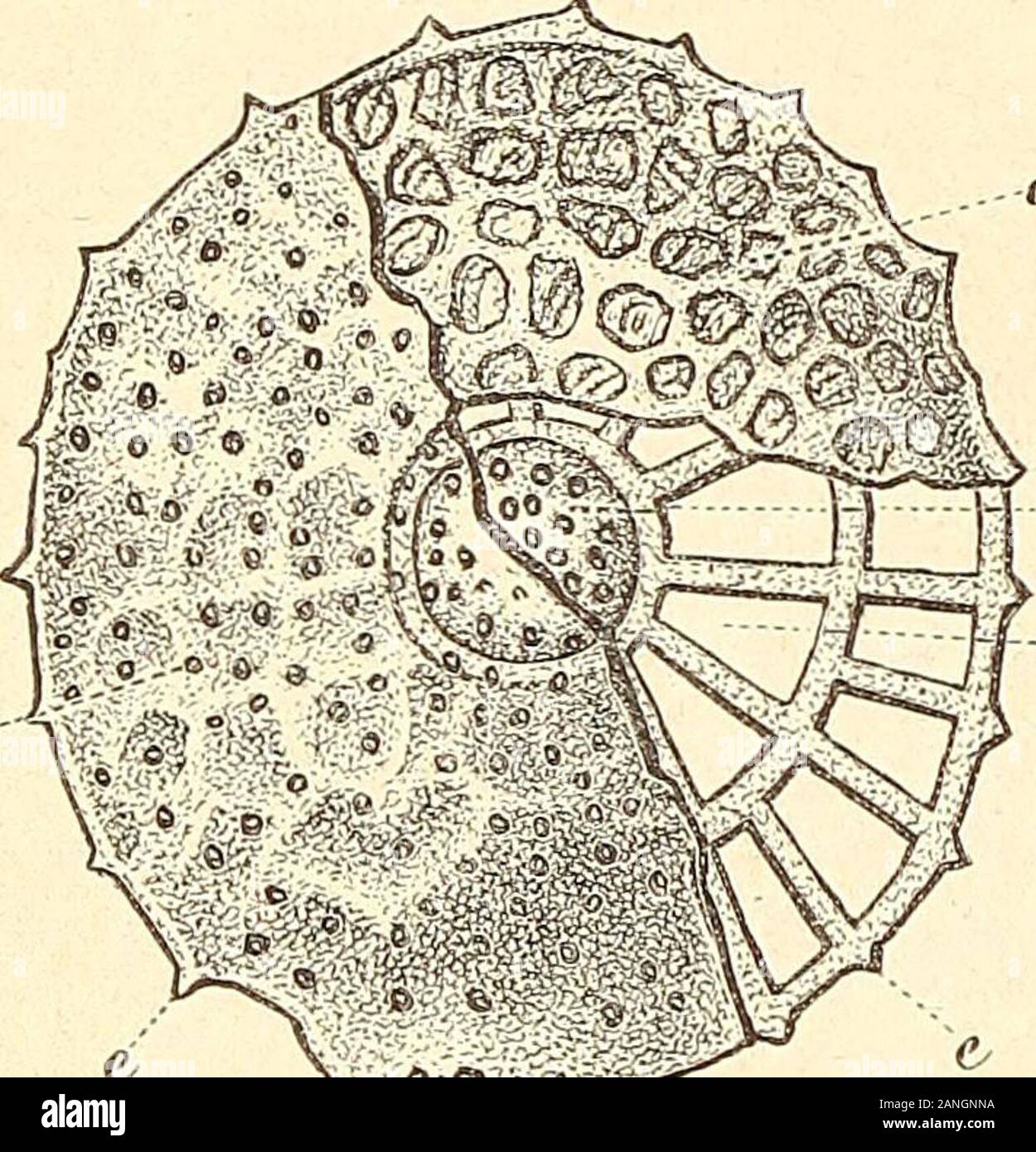 Gitterkugel hi-res stock photography and images - Alamy