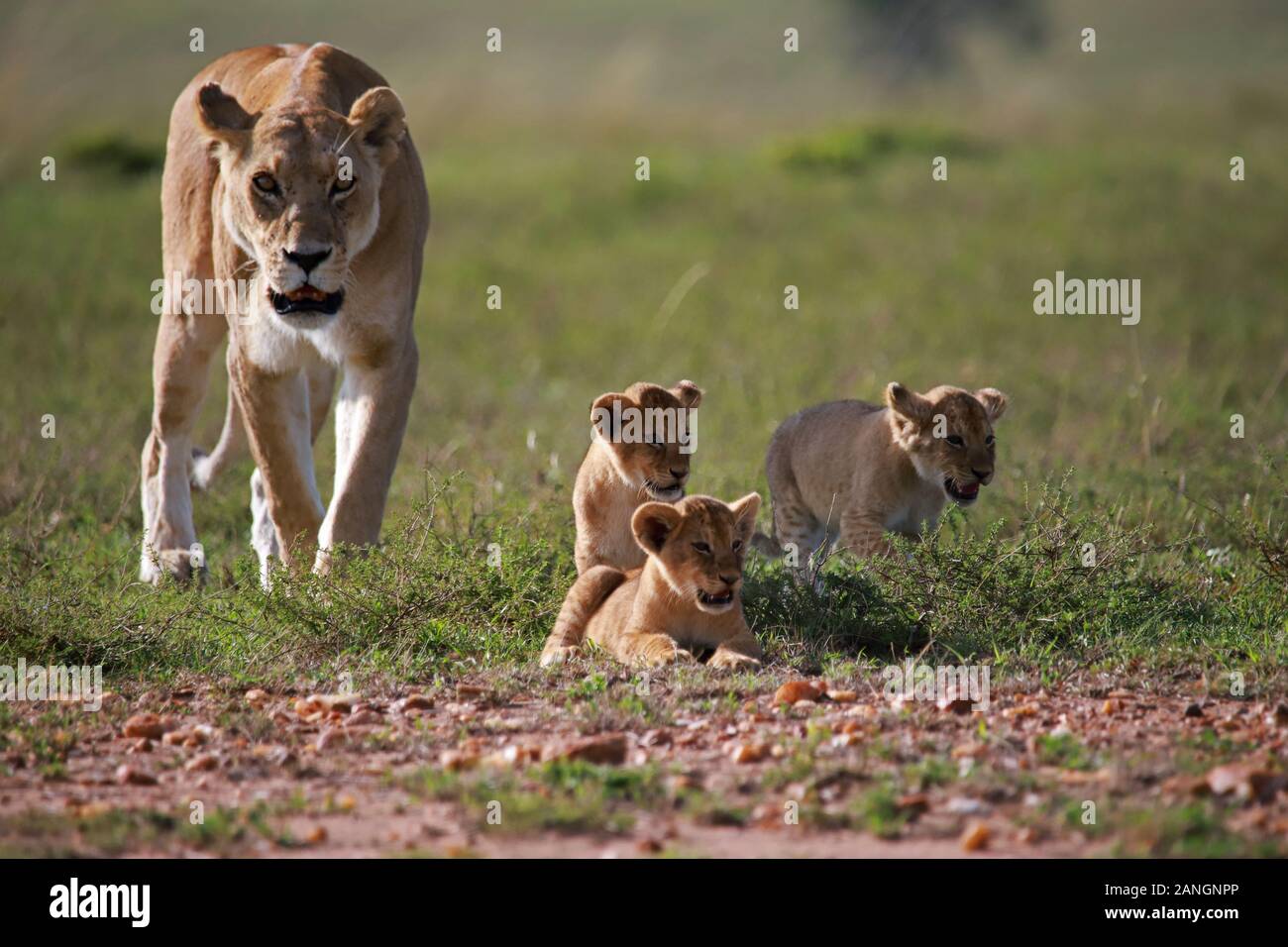 Lioness with cubs, Maasai Mara National Reserve, Kenya Stock Photo - Alamy