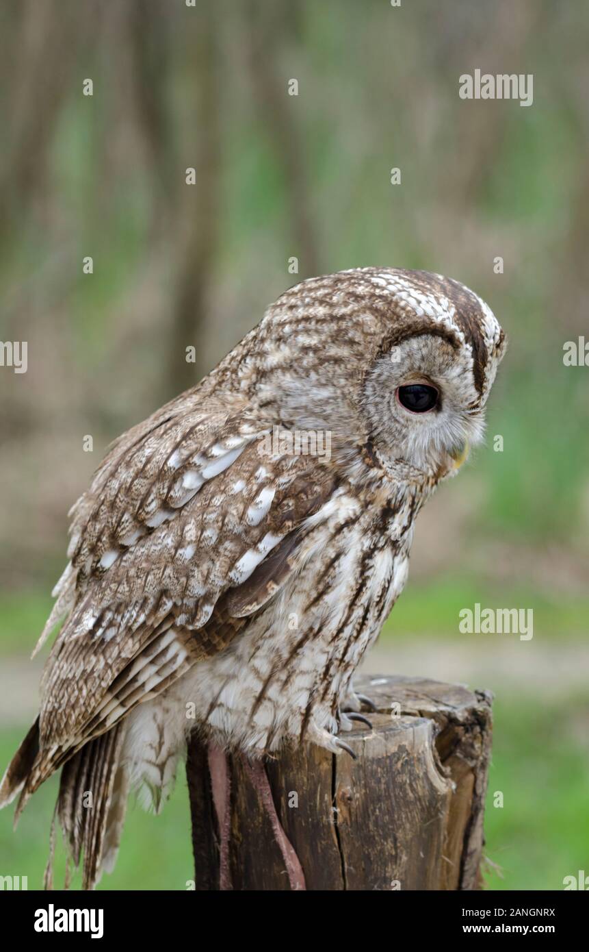 tawny owl, nocturnal bird of prey in Italy Stock Photo - Alamy