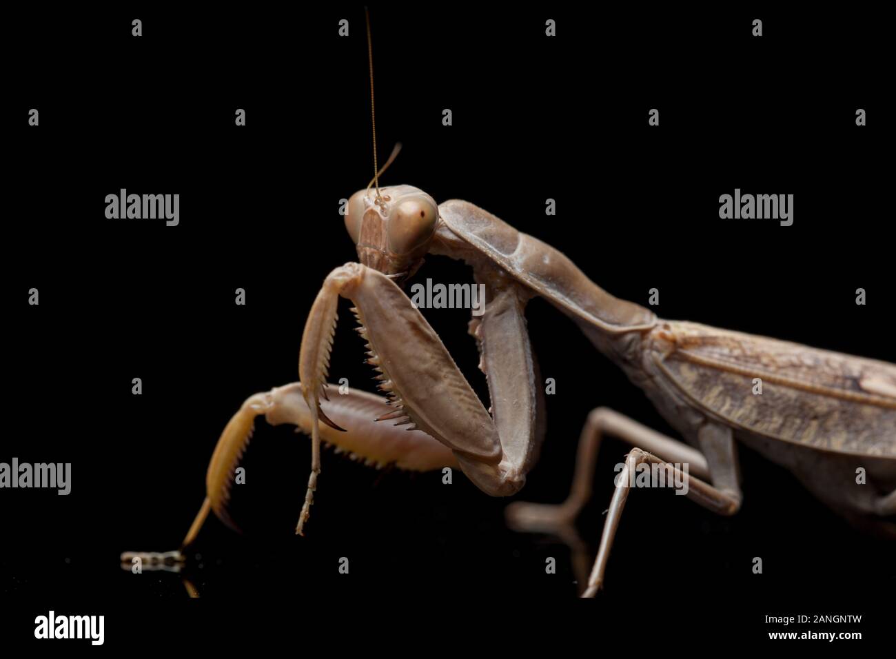 Giant Asian Brown Praying Mantis (Hierodula membranacea) isolated on ...