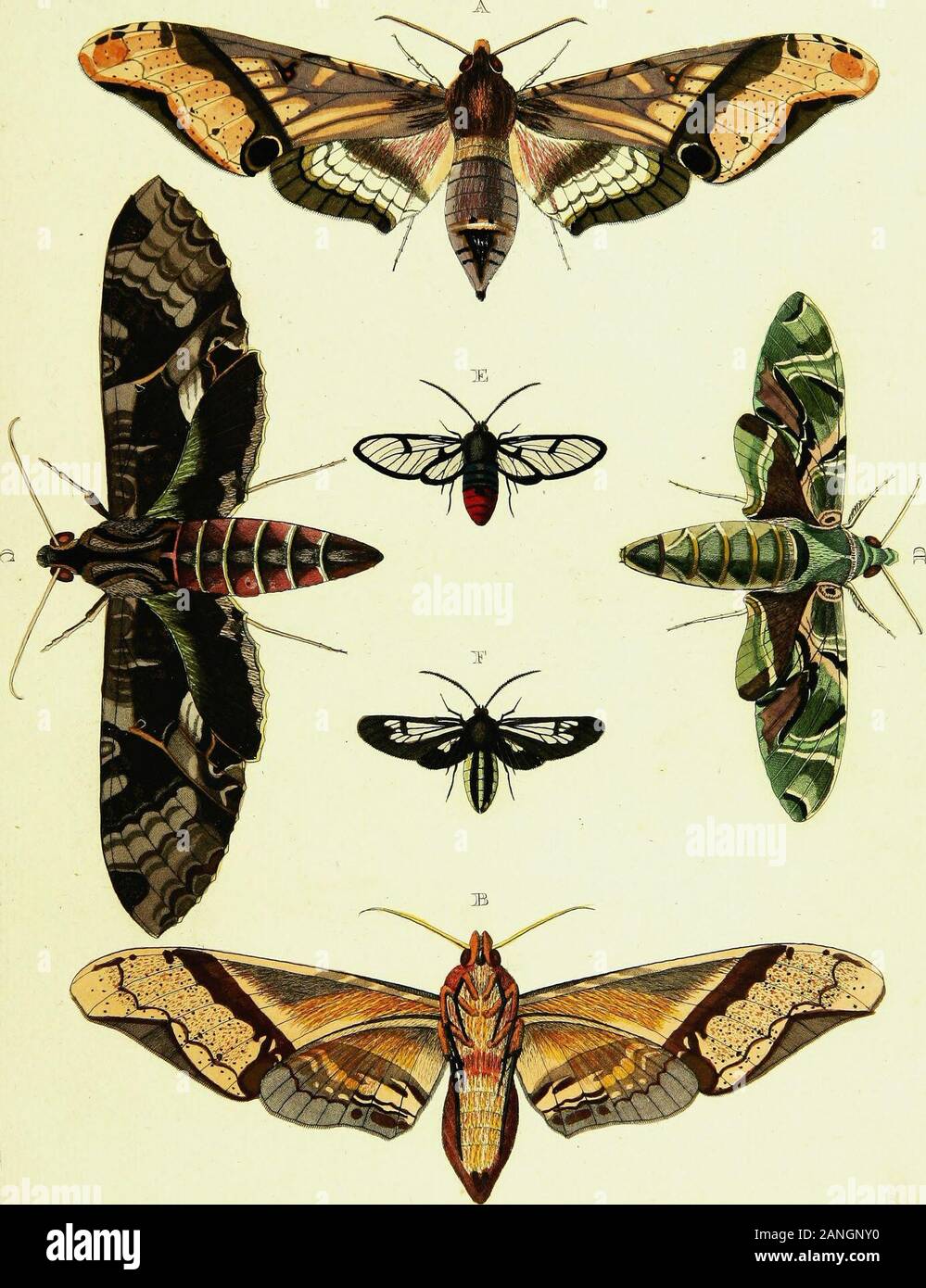 De uitlandsche kapellen voorkomende in de drie waereld-deelen, Asia, Africa en America . TL ...