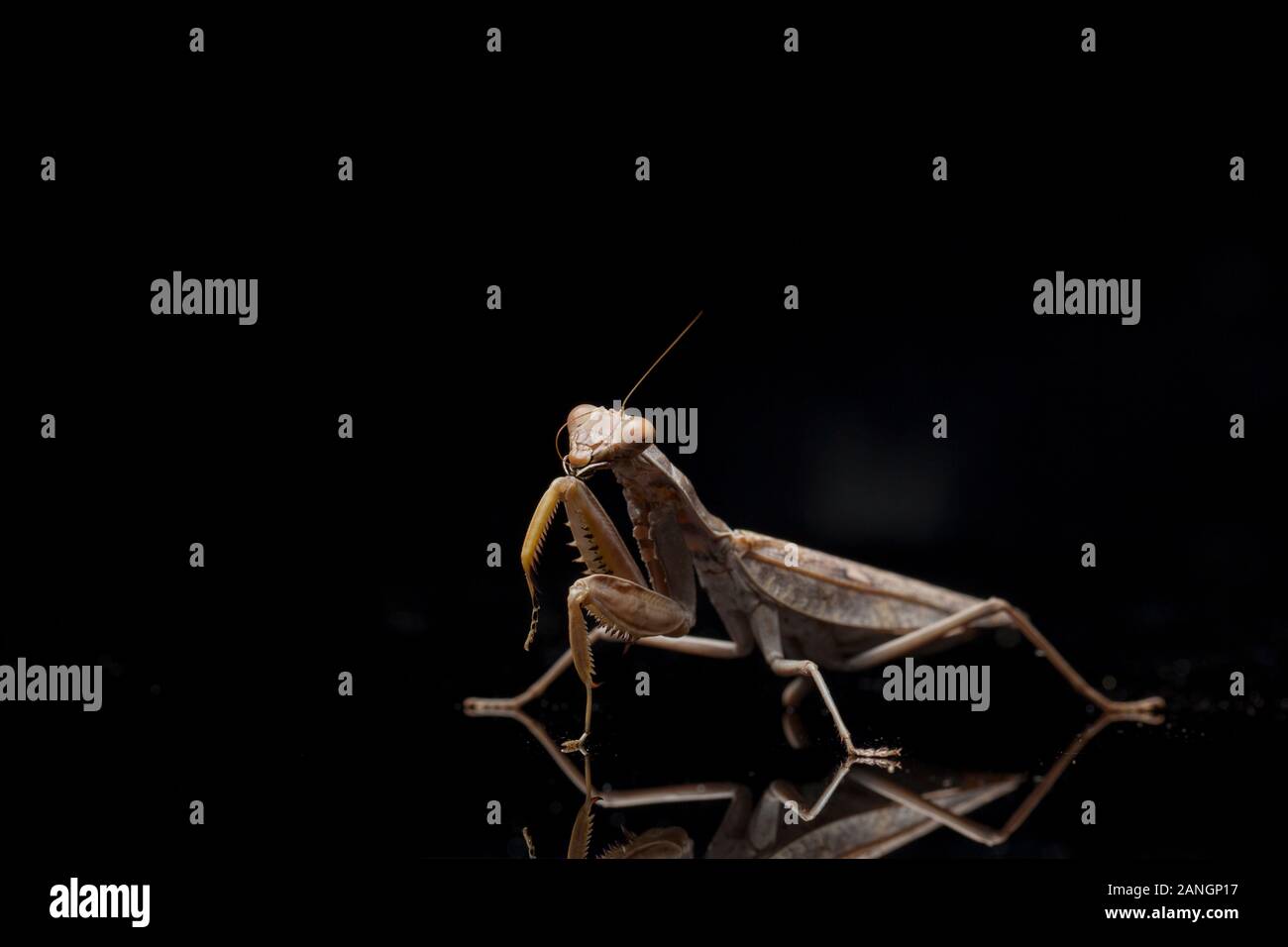 Giant Asian Brown Praying Mantis (Hierodula membranacea) isolated on ...