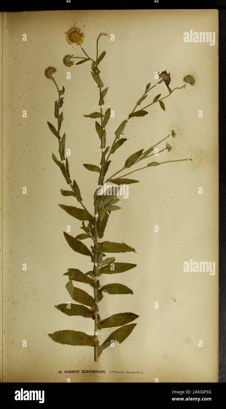 The British farmer's plant portfolio : specimens of the principal ...