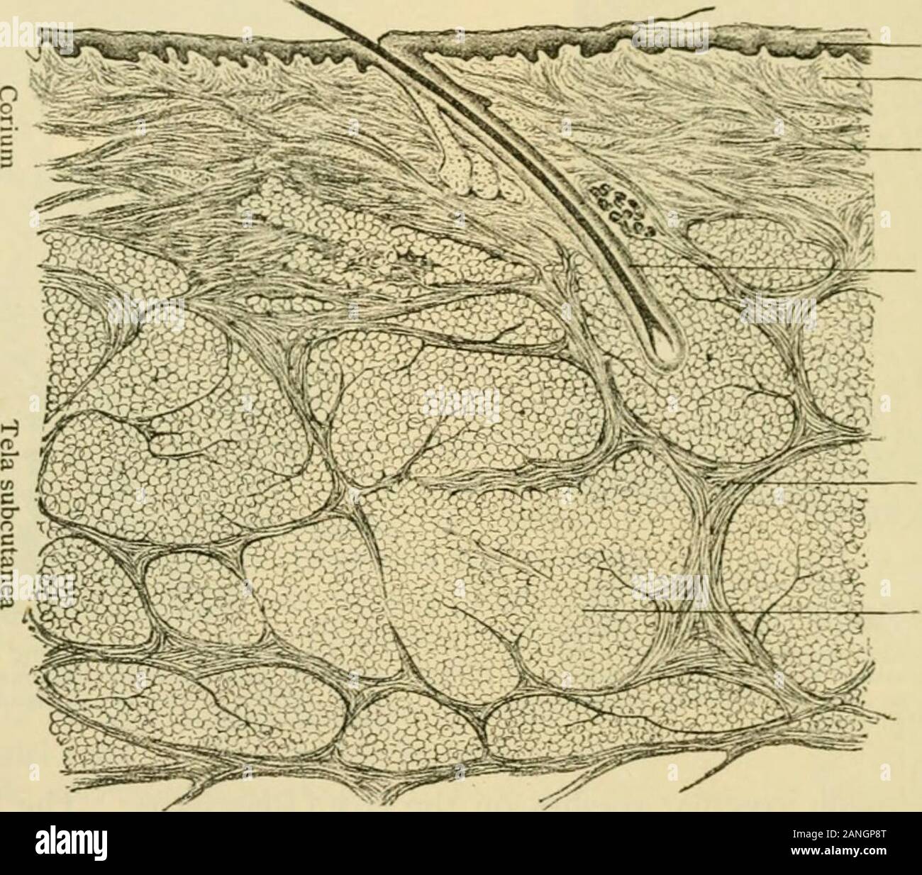 Human anatomy, including structure and development and practical ...