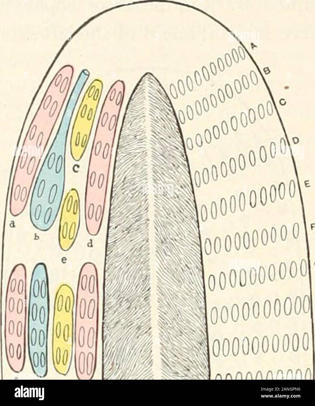 Contributions to the anatomy and development of the salivary glands in ...