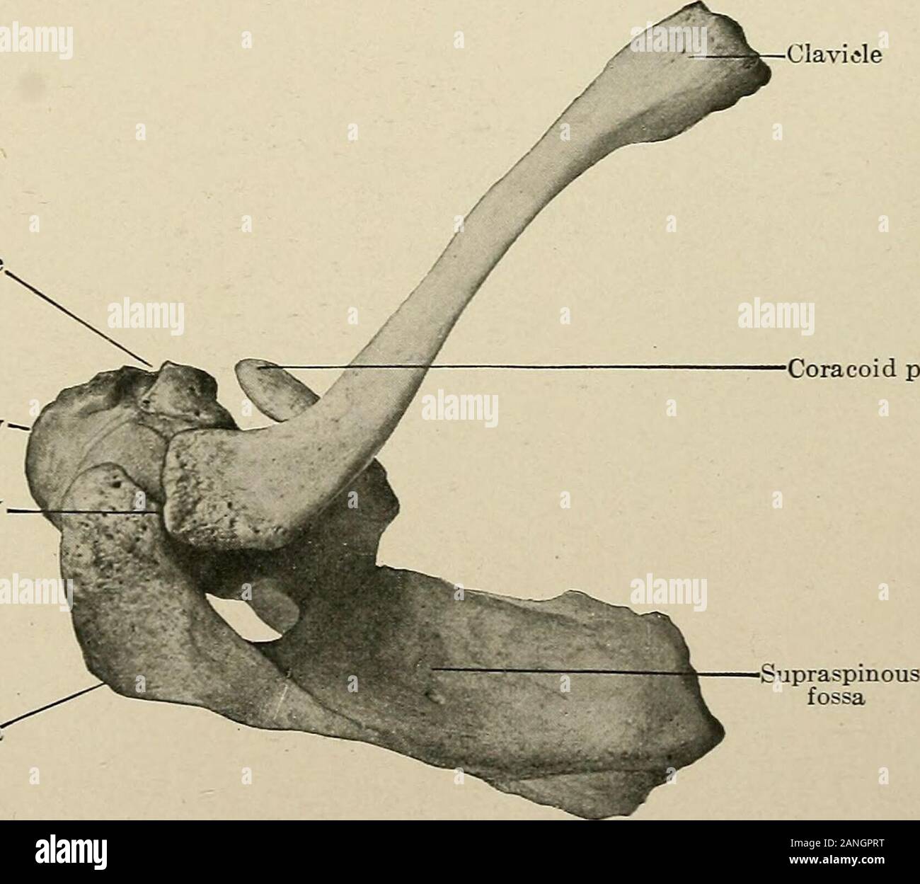 Coracoid Process Of Humerus