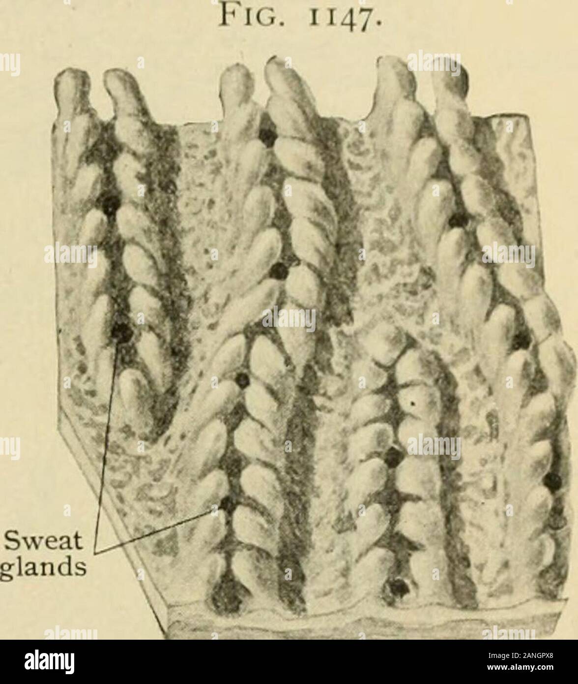 Human anatomy, including structure and development and practical ...