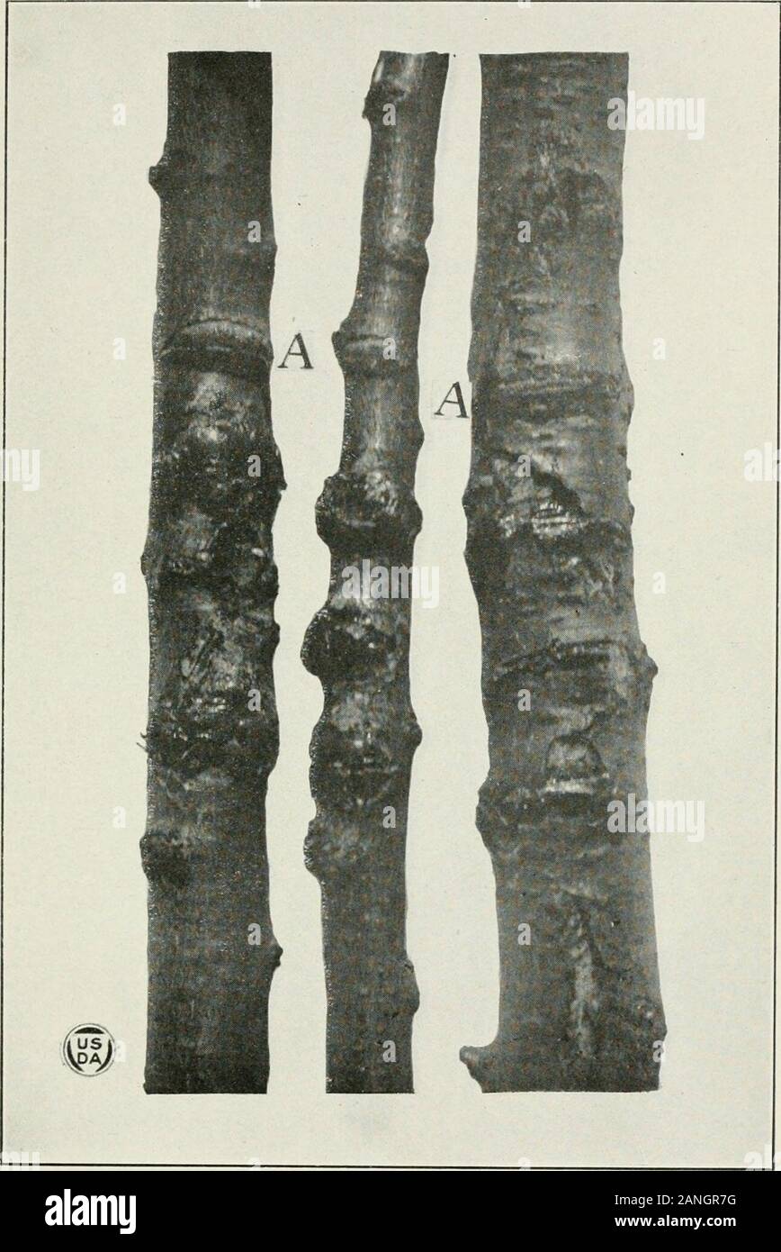 Gelatinizing hi-res stock photography and images - Alamy