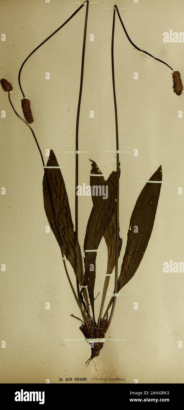 The British farmer's plant portfolio : specimens of the principal ...